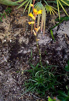 01april22-6 Hechtia sp.